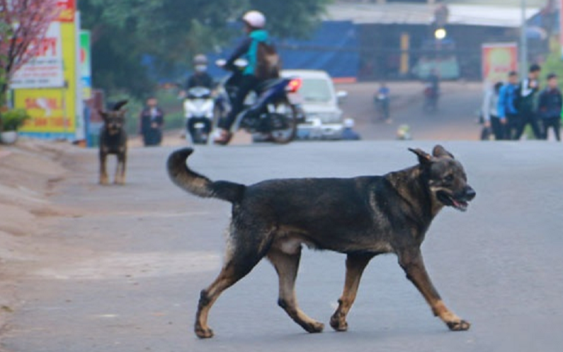 Thả rông vật nuôi, mối hiểm nguy khó lường